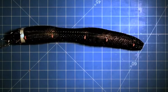 VIDEO: Researchers Present Hard-To-Kill Robotic 'Earthworm' : The Two ...