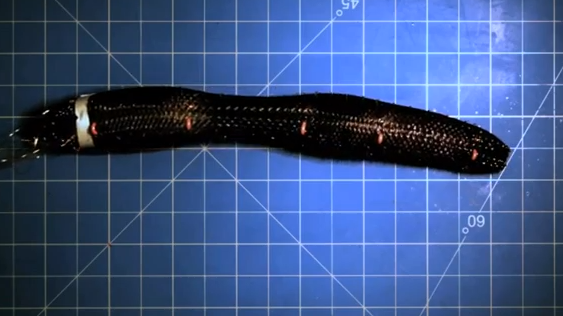 VIDEO: Researchers Present Hard-To-Kill Robotic 'Earthworm' : The Two ...