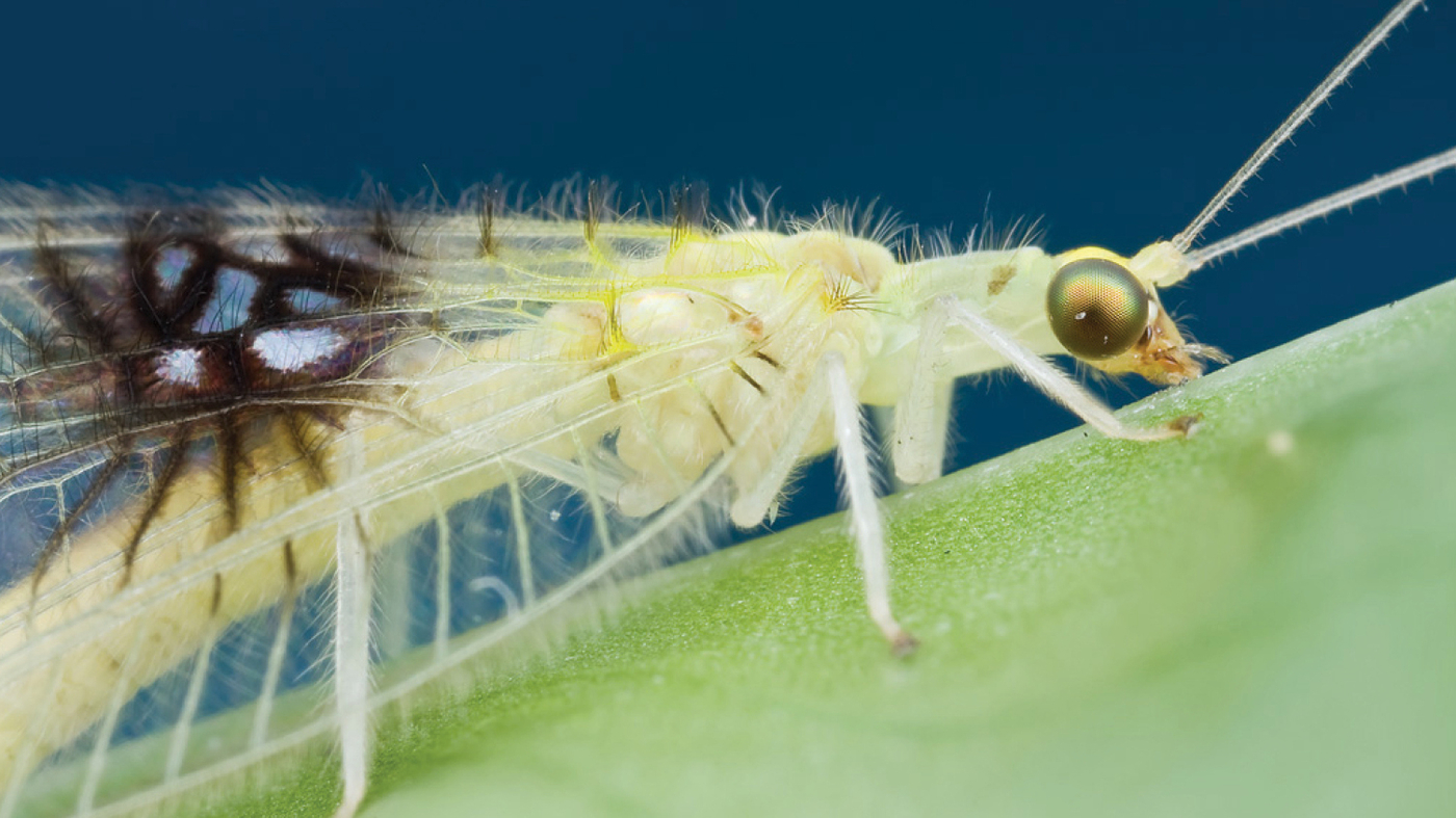 A New Species Discovered ... On Flickr : The Picture Show : NPR