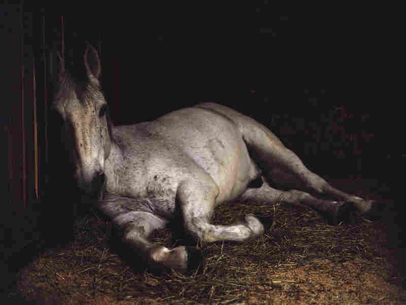 A Photo Homage To The Working Class ... Of Animals : The Picture Show : NPR