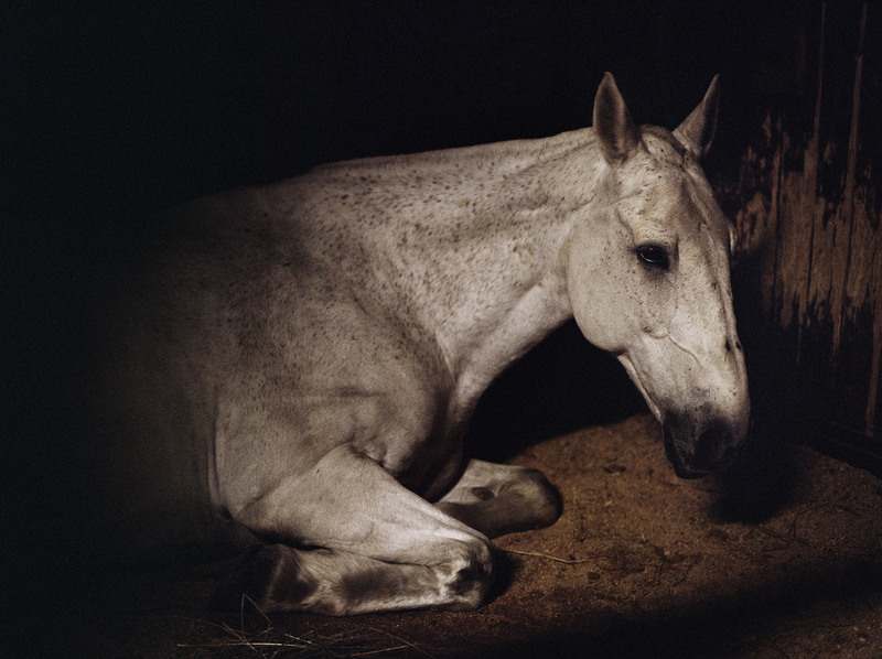 A Photo Homage To The Working Class ... Of Animals : The Picture Show : NPR