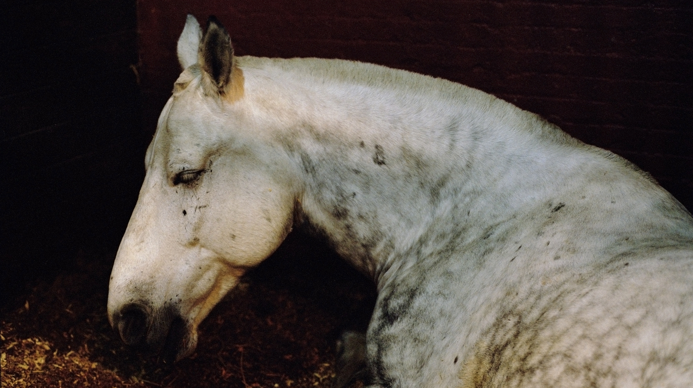 A Photo Homage To The Working Class ... Of Animals : The Picture Show : NPR