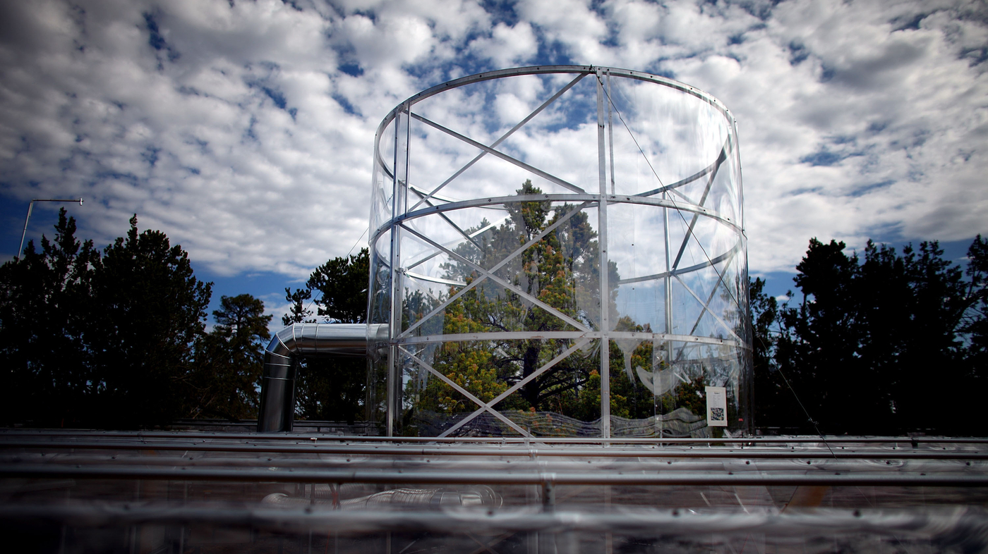 'Torture Lab' Kills Trees To Learn How To Save Them : NPR