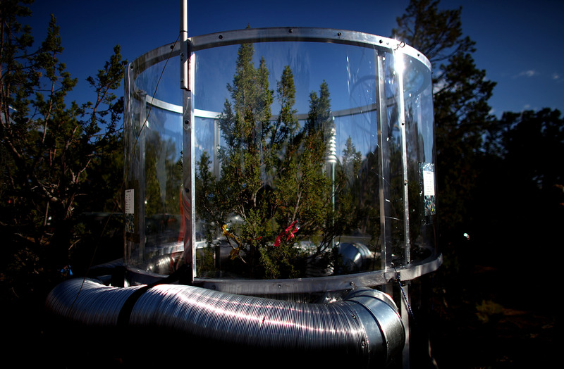 'Torture Lab' Kills Trees To Learn How To Save Them : NPR