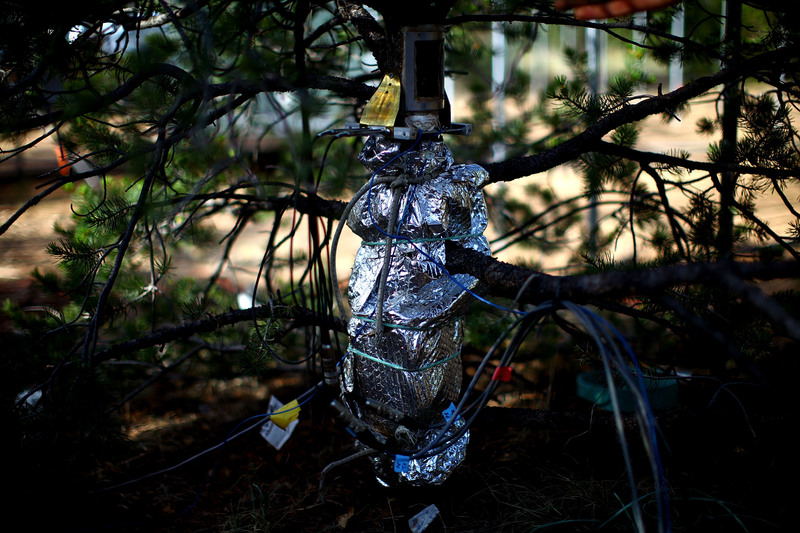 'Torture Lab' Kills Trees To Learn How To Save Them : NPR