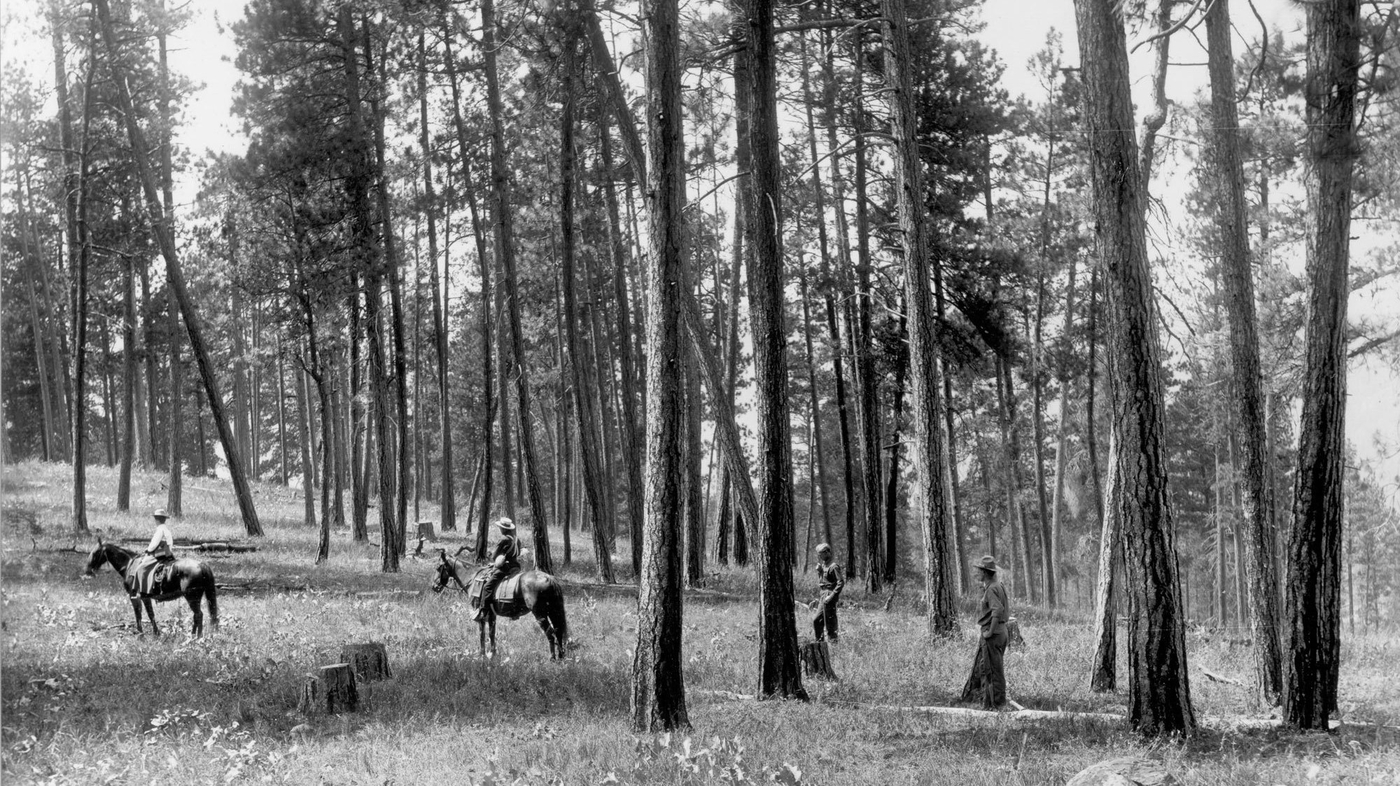 Our Changing Forests: An 88-Year Time Lapse : The Picture Show : NPR
