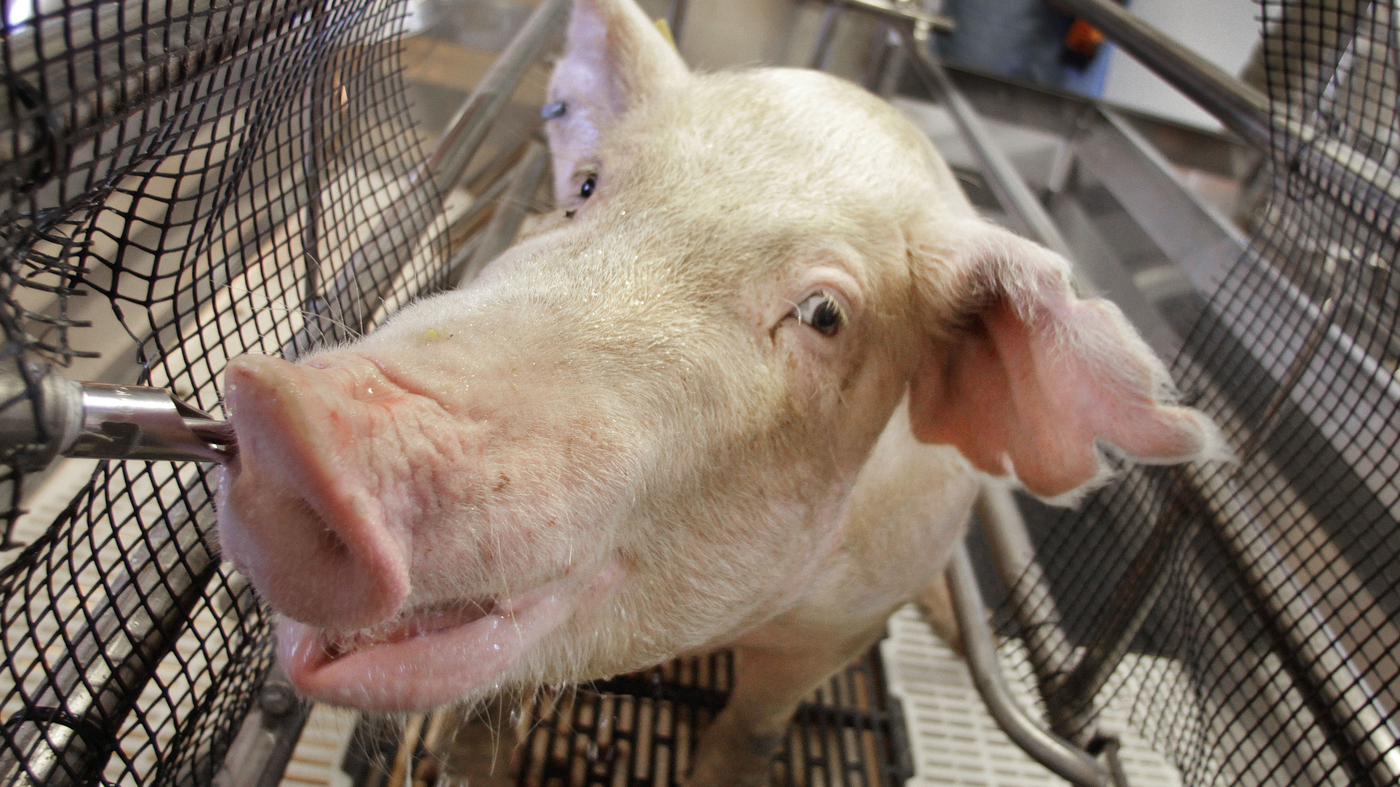 Two Mutations Can Transform A Swine Flu Virus : Shots - Health News : NPR