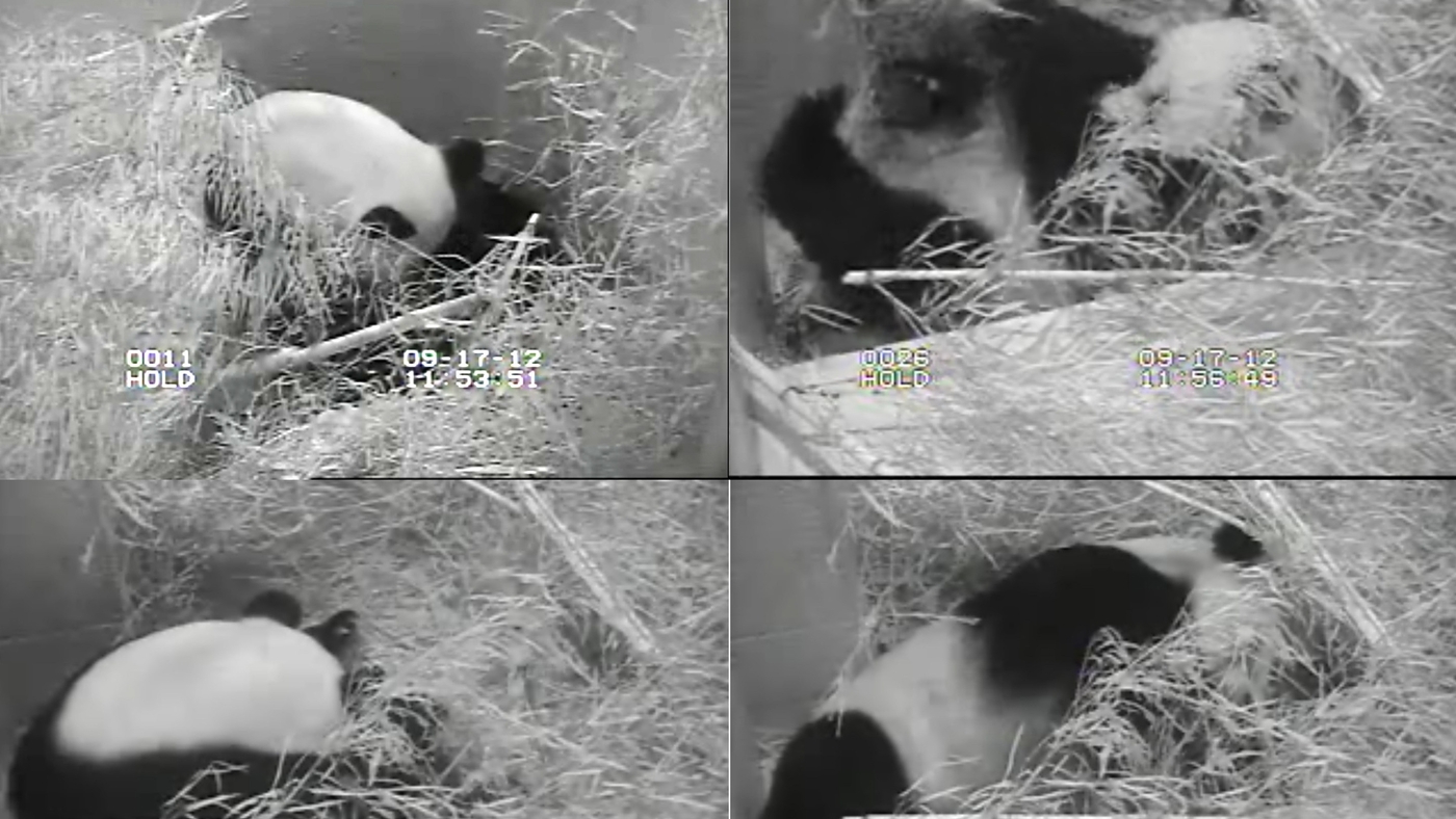 To Celebrate A New Cub, Listen Again To NPR's Ode To The 'Panda Cam ...