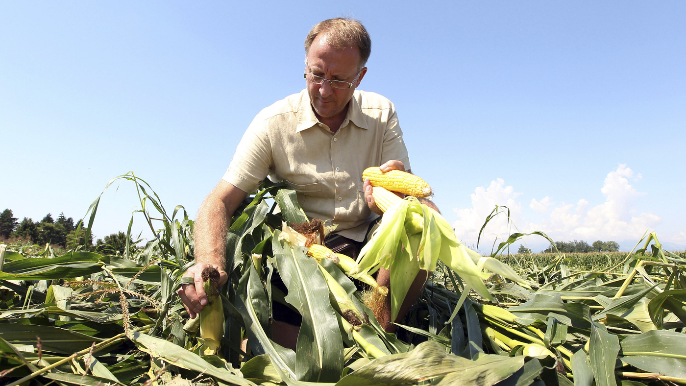 As Scientists Question New Rat Study, GMO Debate Rages On : The Salt : NPR