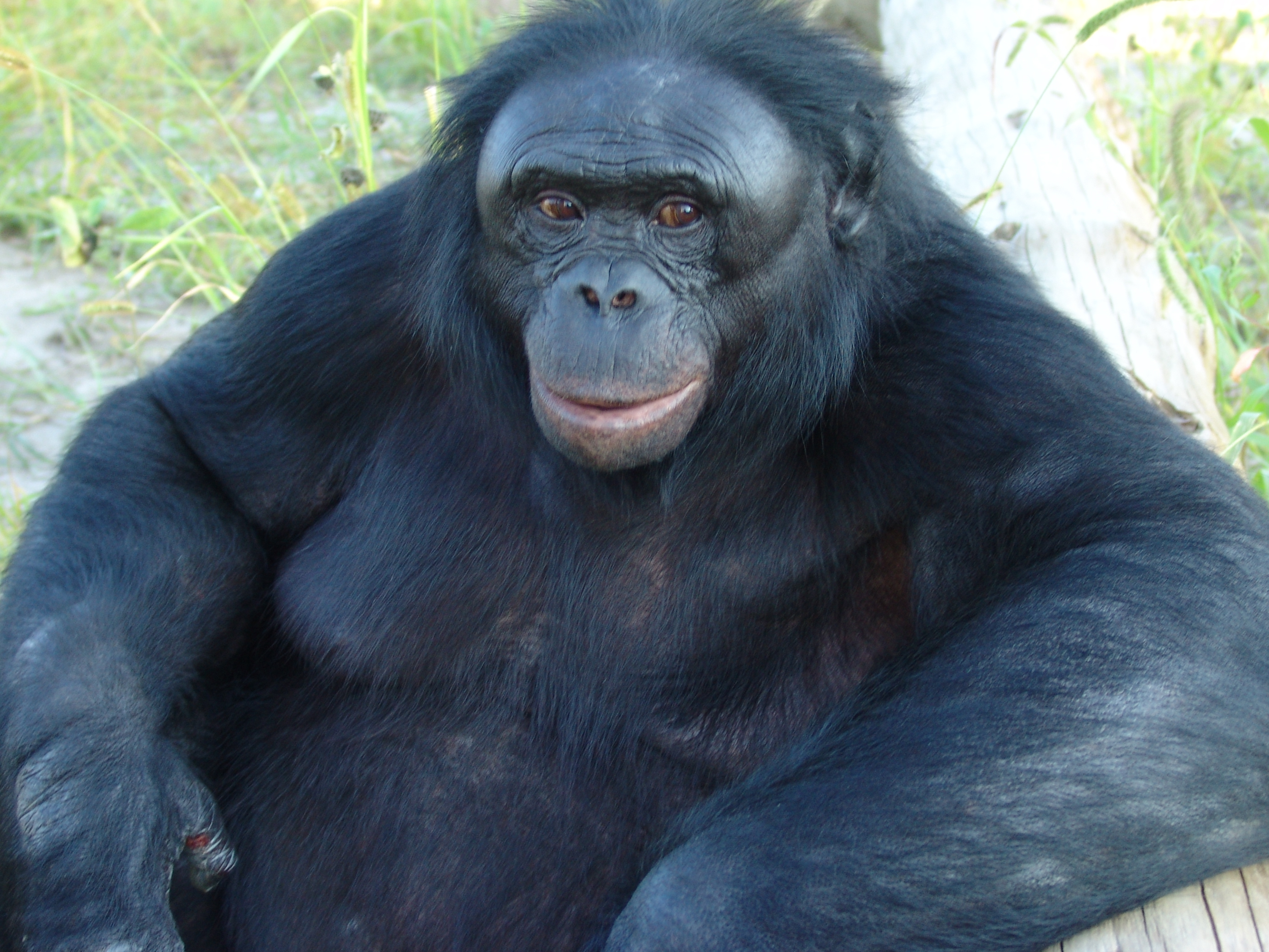 Thoughts On Three Famous 'Language Apes' | NCPR News