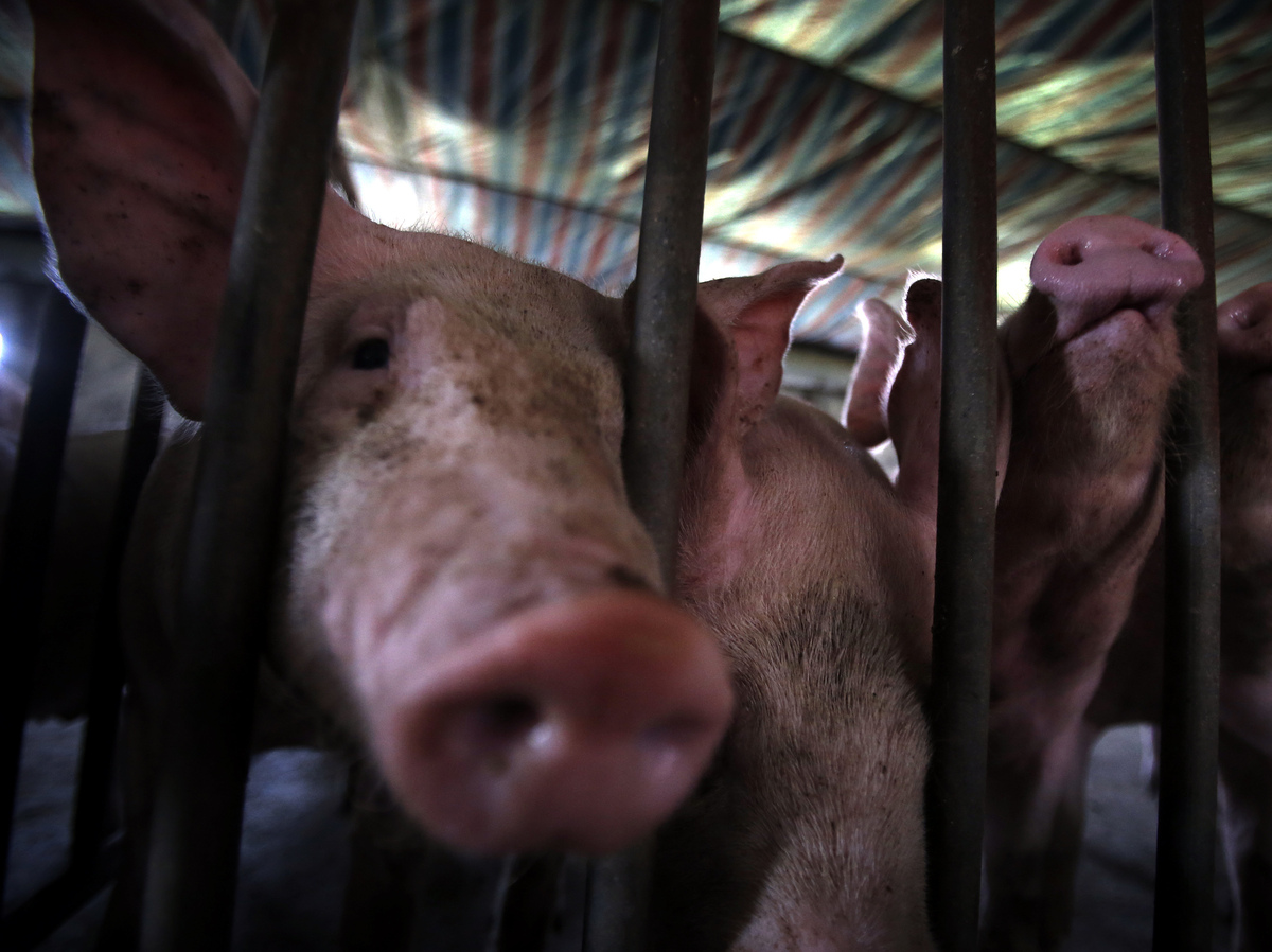 Week Later, No Word About Cause Of Oregon Hog Farmer's Death : The Two ...