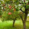 Keeping Heirloom Apples Alive Is 'Like A Chain Letter' Over Many ...