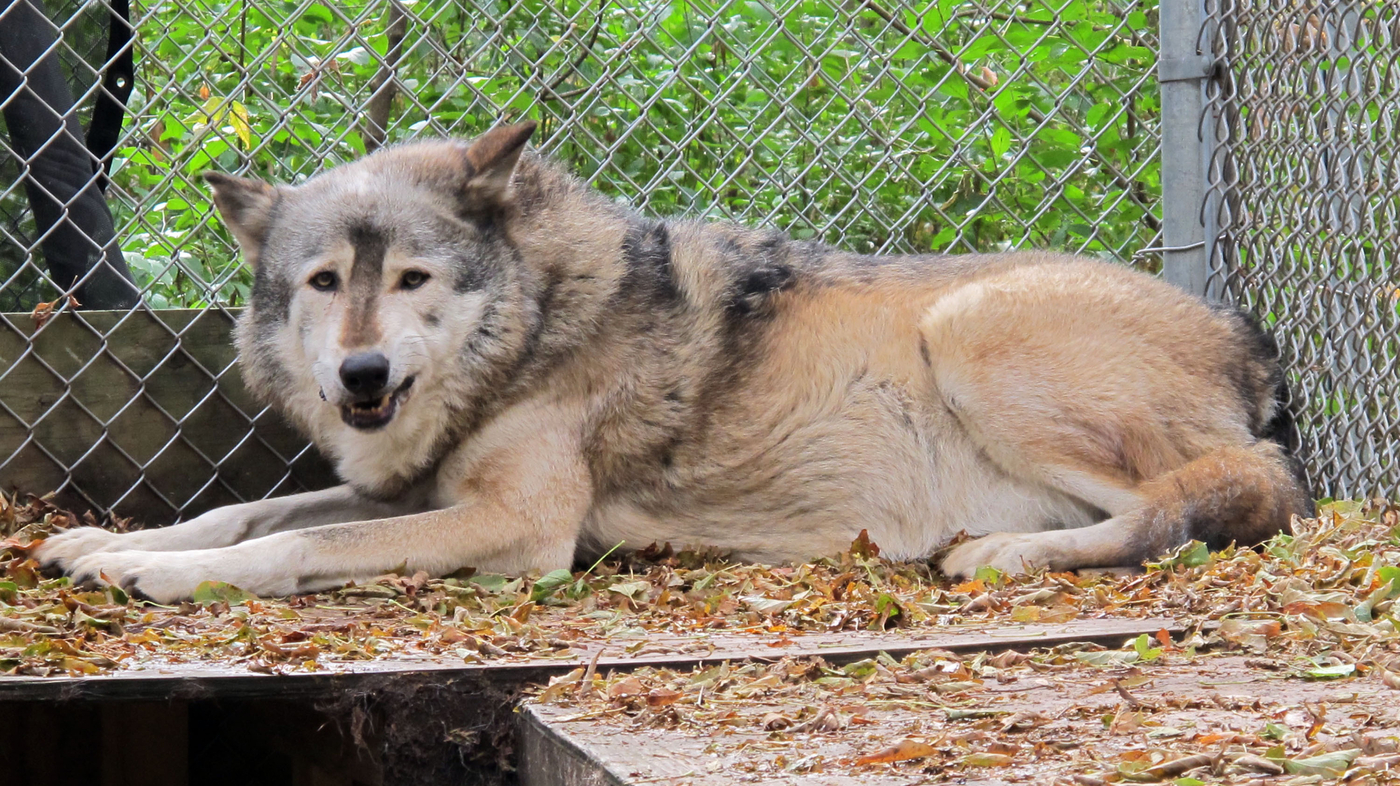 Fair Game: Wolf Hunting Begins In Wisconsin, Minnesota : The Two-Way : NPR