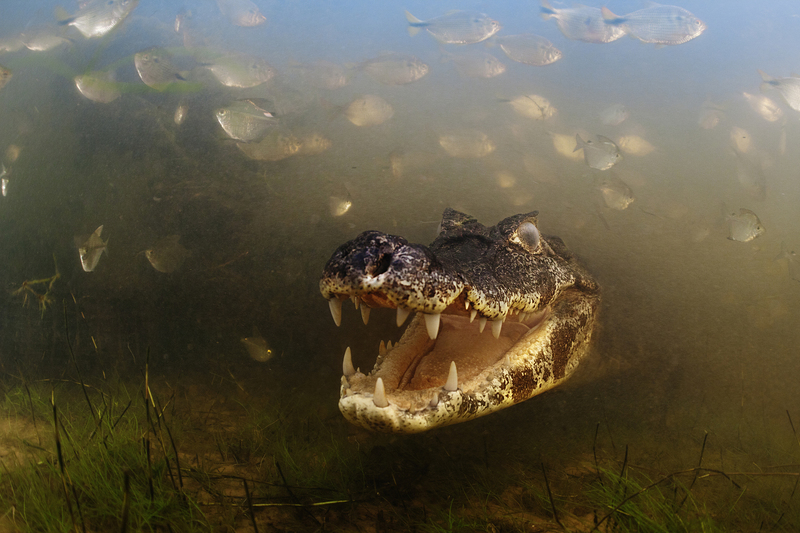 Extreme Animal Portraits: Wildlife Photographer Of The Year Winners ...