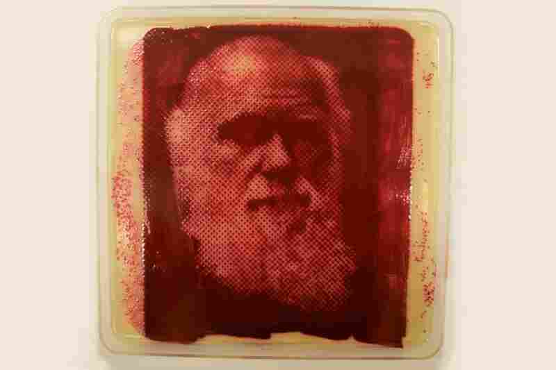 Beautiful Bacteria: How To Make Art From E. Coli : The Picture Show : NPR