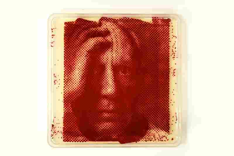 Beautiful Bacteria: How To Make Art From E. Coli : The Picture Show : NPR