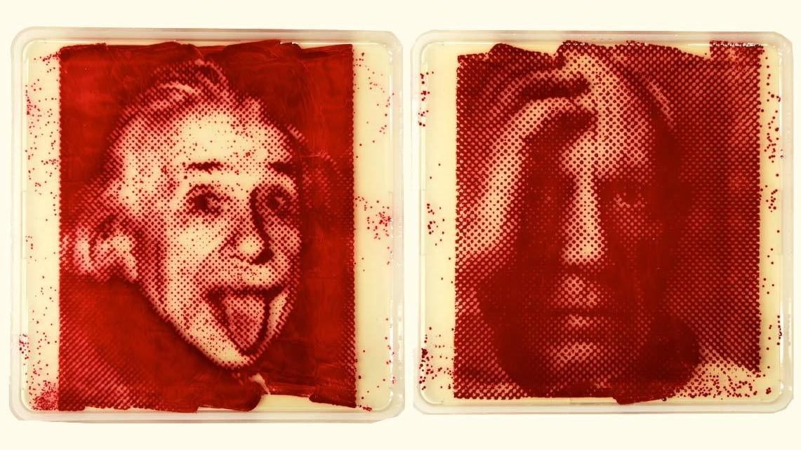 Beautiful Bacteria: How To Make Art From E. Coli : The Picture Show : NPR