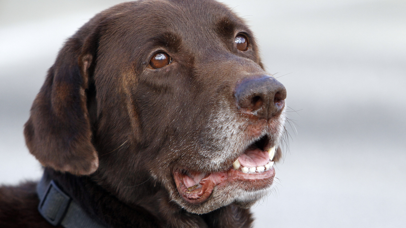 Drug-Sniffing Dogs Take Center Stage At U.S. Supreme Court : NPR