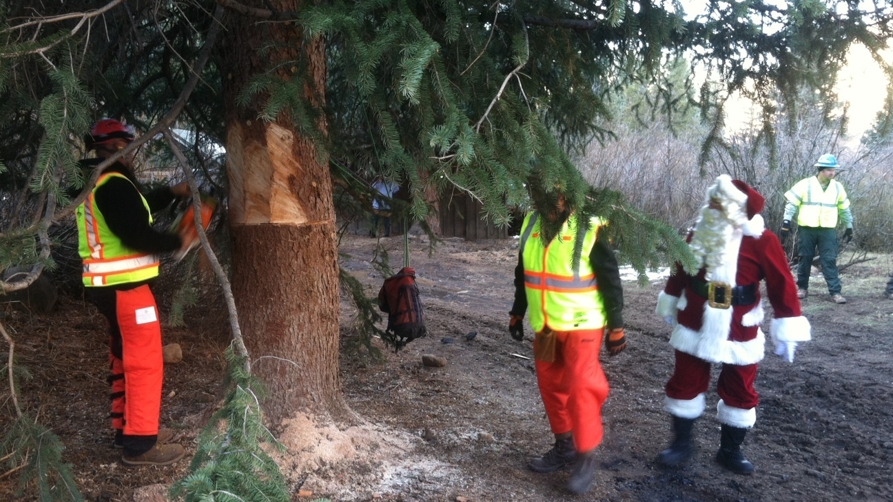 Nation's Christmas Tree Plucked From Colorado : NPR