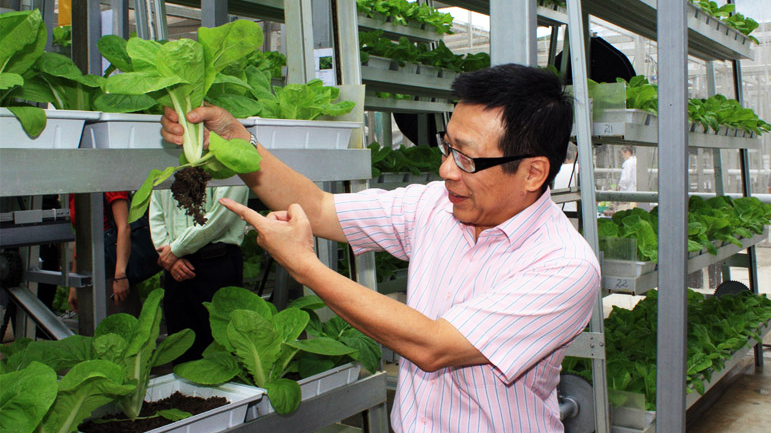 Sky-High Vegetables: Vertical Farming Sprouts In Singapore : The Salt : NPR