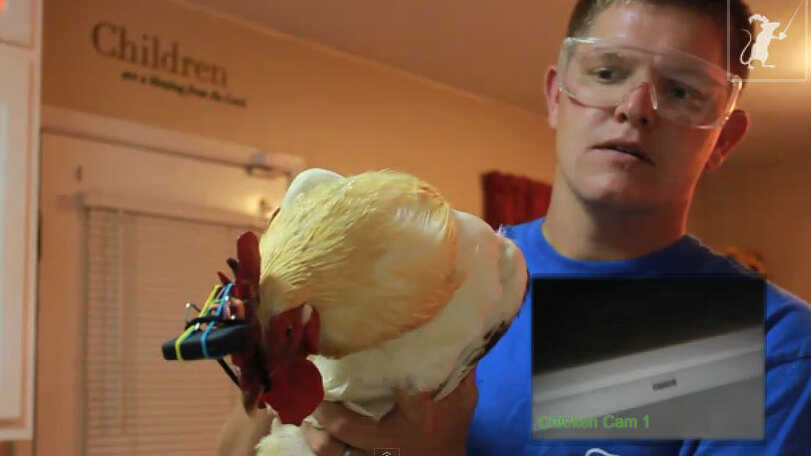 Is Life A Smoother Ride If You're A Chicken? : Krulwich Wonders... : NPR