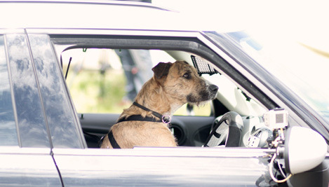 VIDEO: No Stupid Pet Trick; In New Zealand, Some Dogs Learn To Drive | WBUR