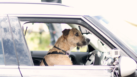 VIDEO: No Stupid Pet Trick; In New Zealand, Some Dogs Learn To Drive ...