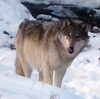 Rare White Wolf In Yellowstone Was Shot, Park Reveals : The Two-Way : NPR