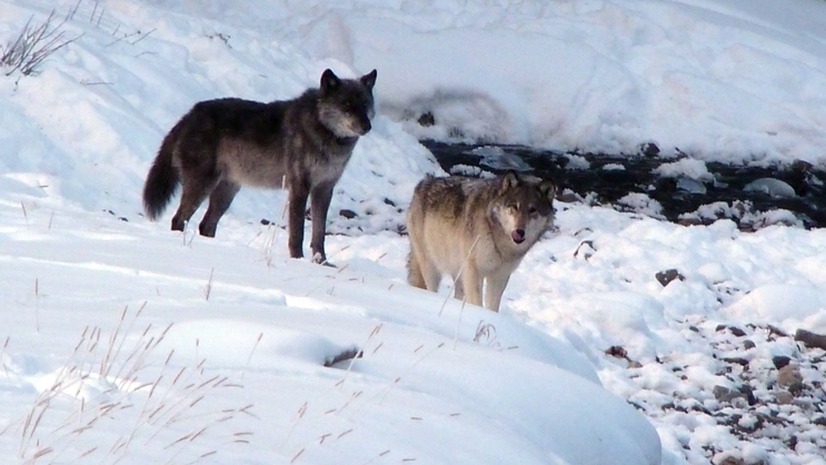 Scientists Mourn Popular Wolf Shot By A Hunter : NPR