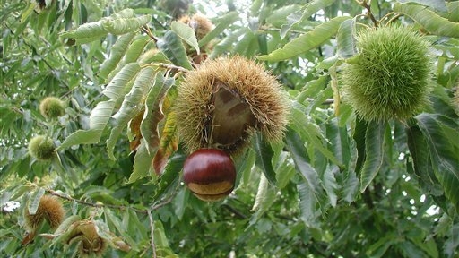 Sowing The Seeds For A Great American Chestnut Comeback : The Salt : NPR