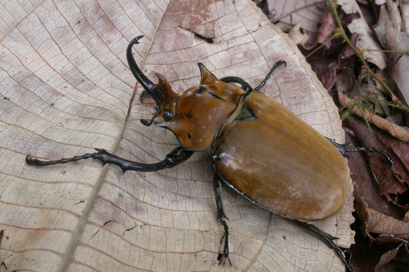 Counting Bugs In Panama? Get Out Your Tree Raft : NPR