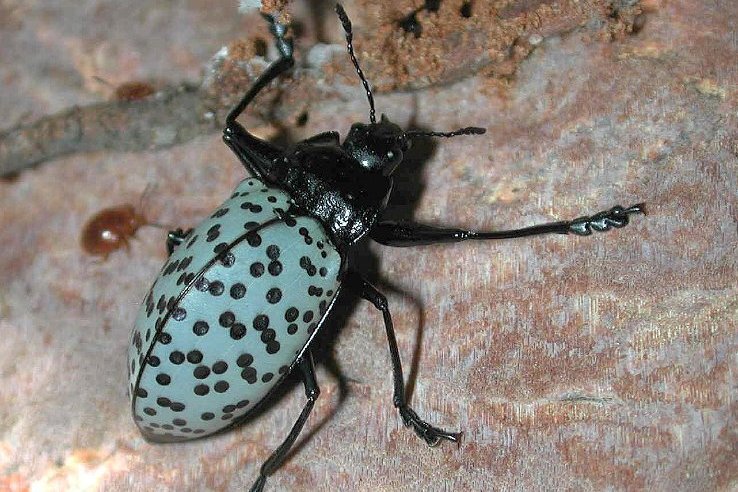 Counting Bugs In Panama? Get Out Your Tree Raft : NPR