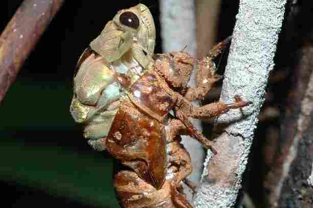 Counting Bugs In Panama? Get Out Your Tree Raft : NPR