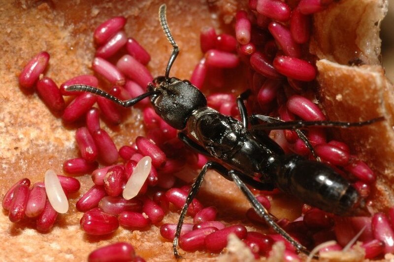 Counting Bugs In Panama? Get Out Your Tree Raft : NPR