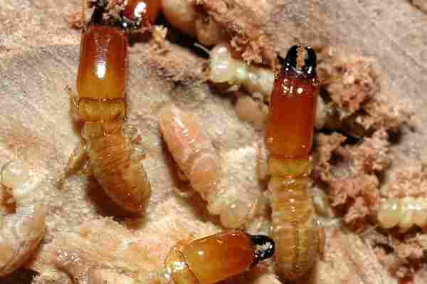 Counting Bugs In Panama? Get Out Your Tree Raft : NPR