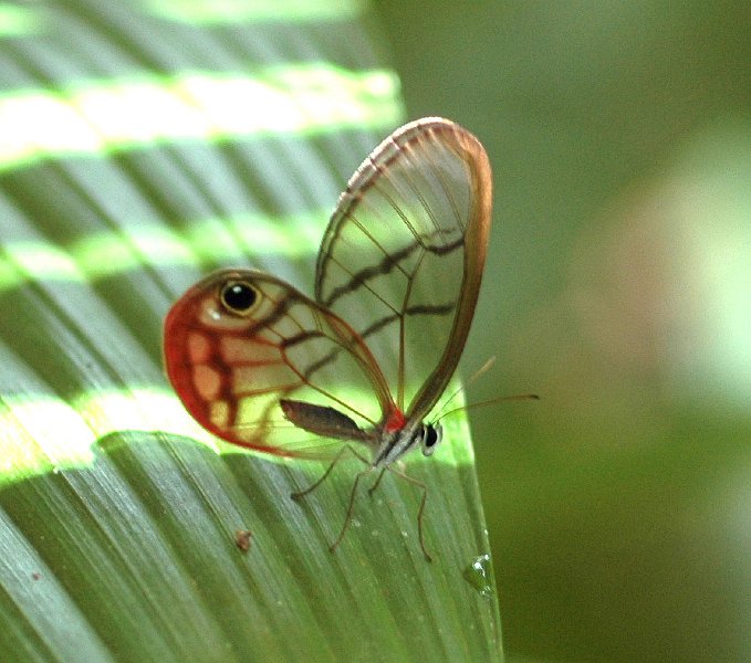 Counting Bugs In Panama? Get Out Your Tree Raft | NCPR News