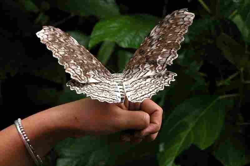 Counting Bugs In Panama? Get Out Your Tree Raft : NPR