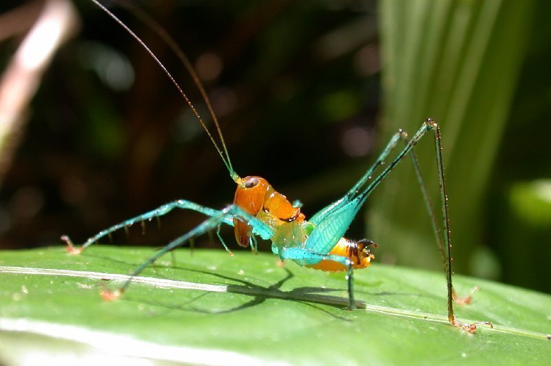 Counting Bugs In Panama? Get Out Your Tree Raft : NPR