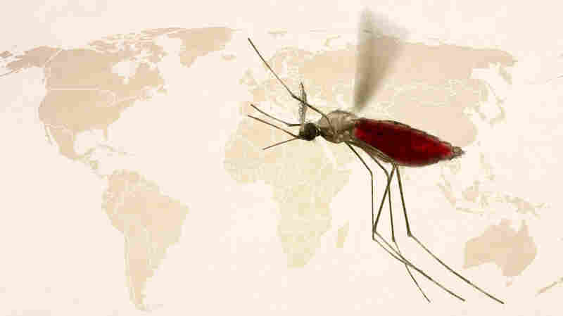 Malaria Pushing Back : NPR