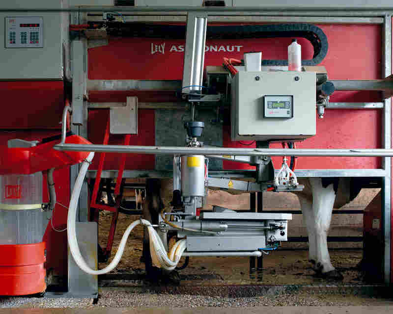 This Milk Production Was Brought To You By A Robot : The Picture Show : NPR