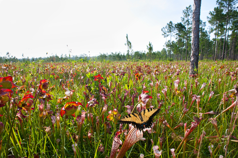 'Why We Are Here': Capturing The Spirit Of Mobile, Ala. : The Picture ...