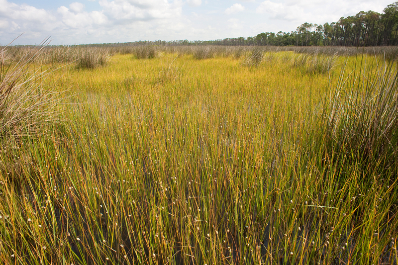 'Why We Are Here': Capturing The Spirit Of Mobile, Ala. : The Picture ...