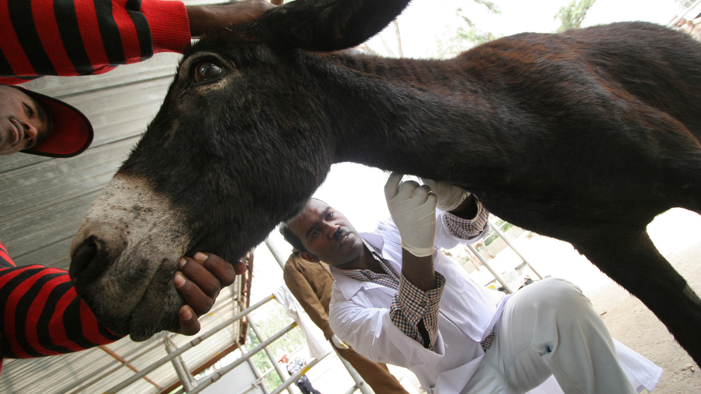 Clinics Come To The Rescue Of Ethiopia's Overworked Donkeys : NPR