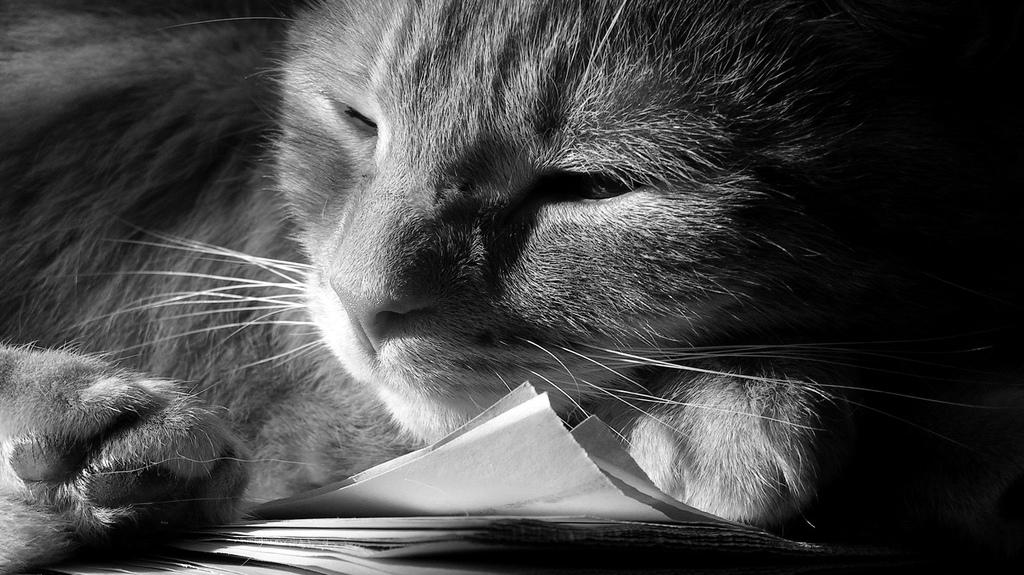 Cat Beats Investors In Stock Market Challenge : Planet Money : NPR