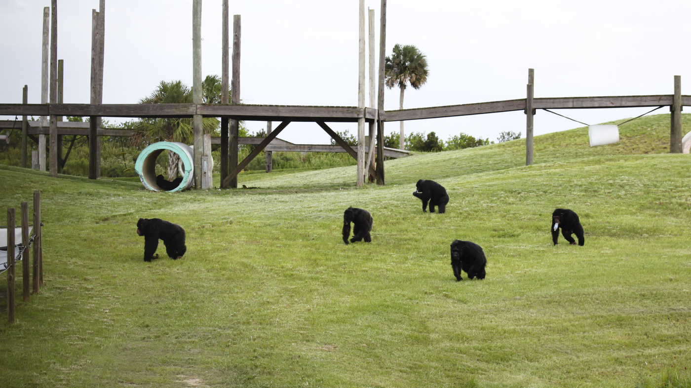 Figuring How To Pay For (Chimp) Retirement : NPR