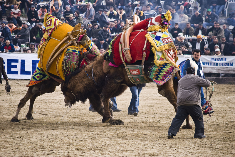 Like Sumo Wrestling, With Lots Of Spit: Camels Tussle In Turkey : NPR