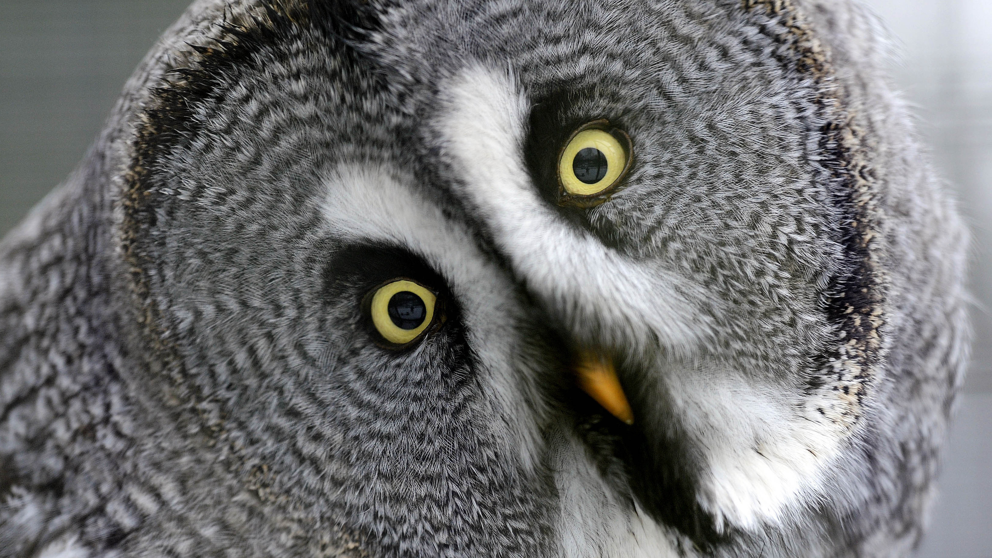 How Owls Spin Their Heads Without Tearing Arteries : Shots - Health ...