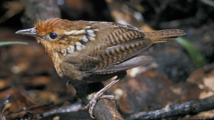 Did You Hear That? I Think It Was A Walrus : NPR