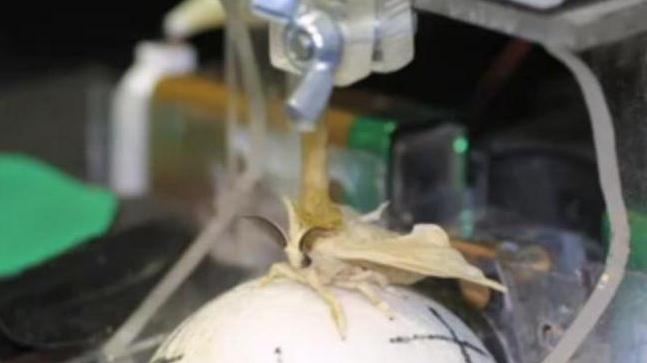 Mothra? No, It's Just A Robot Exoskeleton Controlled By A Moth : The ...