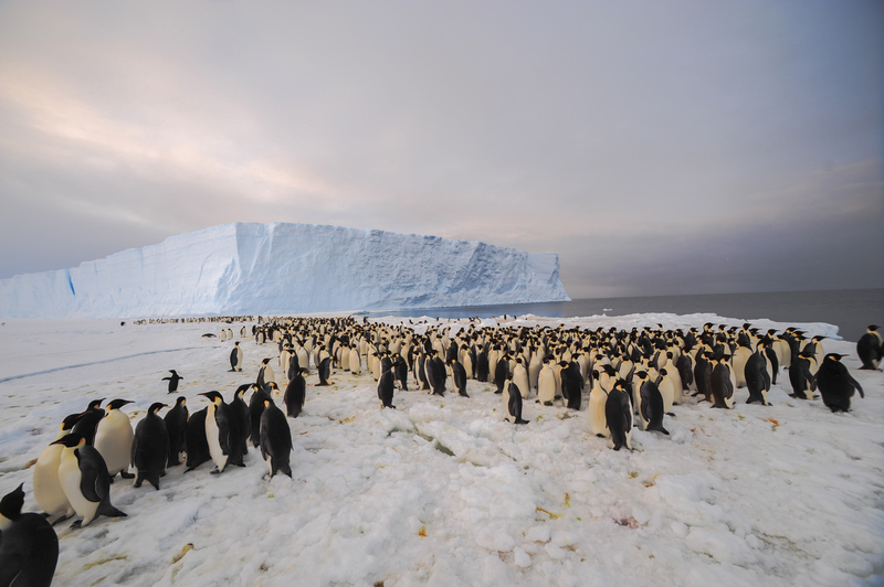 Penguin Poop Leads Ice Researchers To Unknown Colony : NPR